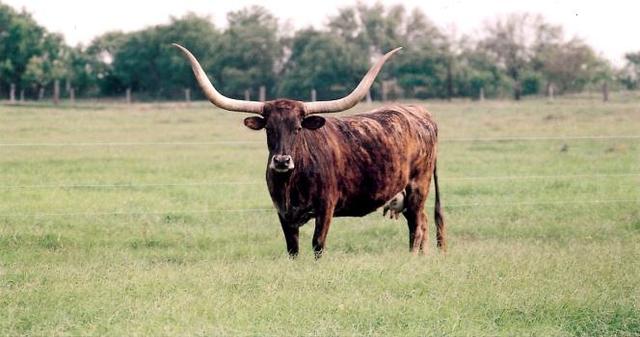 DAY’S WAVADEEN | Singing Coyote Ranch