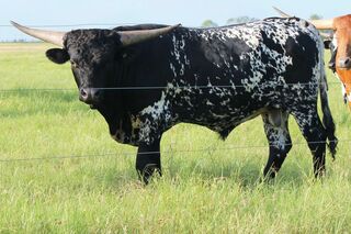 Herd Sires | Singing Coyote Ranch